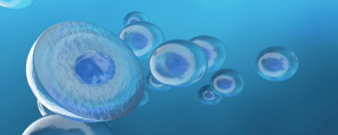 Heterogeneity of Mesenchymal Stem Cells in Cartilage Regeneration ...